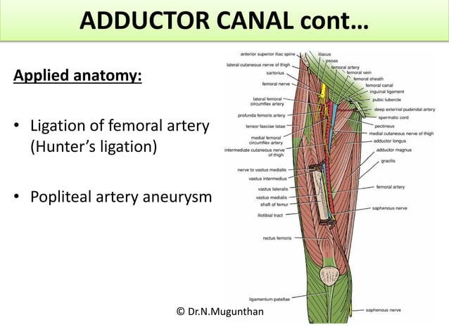 Anterior,medial compartment of thigh,adductor canal &obturator nerve Dr ...