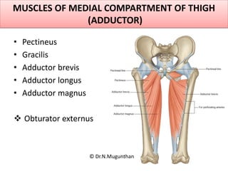 Anterior,medial compartment of thigh,adductor canal &obturator nerve Dr ...