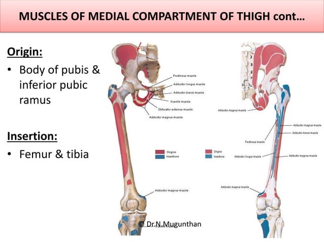 Anterior,medial compartment of thigh,adductor canal &obturator nerve Dr ...