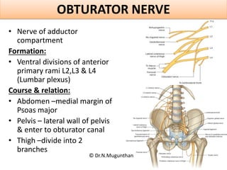 Obturator Foramen Nerve
