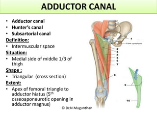 Adductor Hiatus