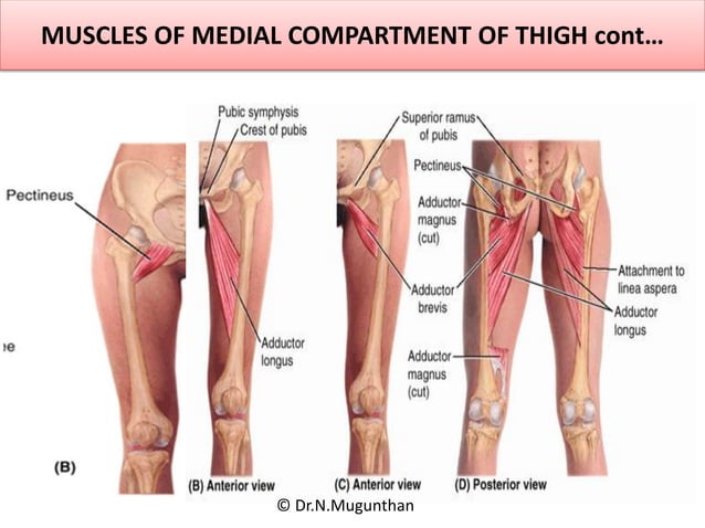 Anteriormedial Compartment Of Thighadductor Canal Andobturator Nerve Dr