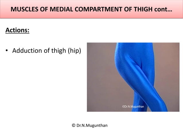 Anteriormedial Compartment Of Thighadductor Canal Andobturator Nerve Dr