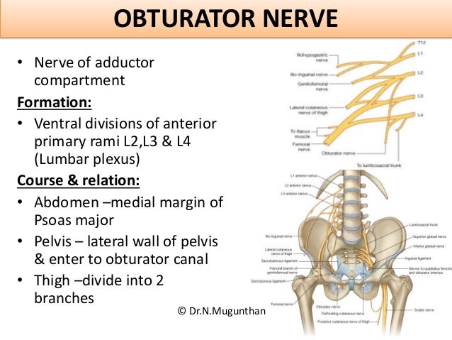 Anterior,medial compartment of thigh,adductor canal &obturator nerve
