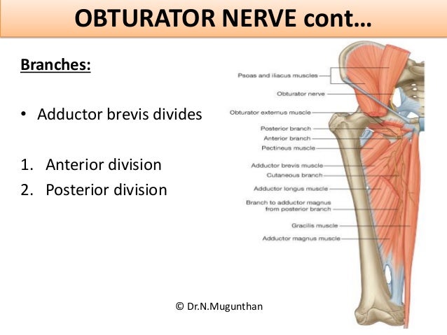 Anterior,medial compartment of thigh,adductor canal &obturator nerve