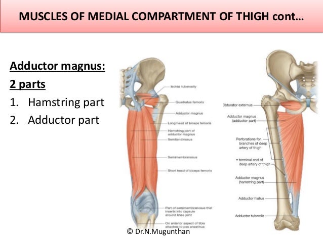 Anteriormedial Compartment Of Thighadductor Canal Andobturator Nerve
