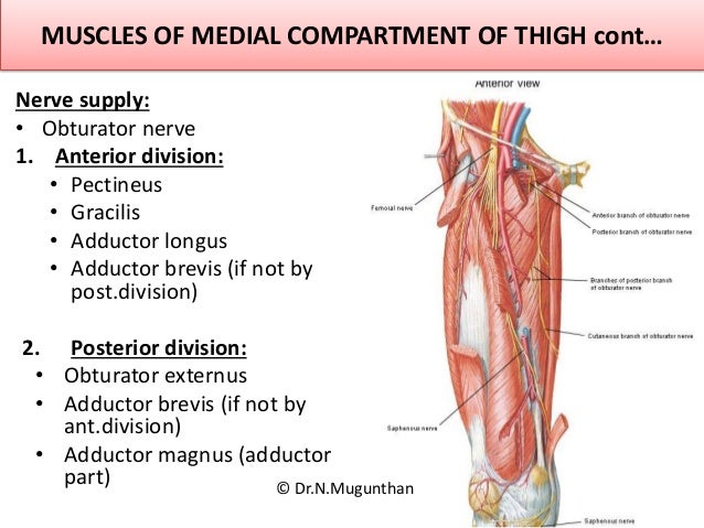 Anteriormedial Compartment Of Thighadductor Canal Andobturator Nerve