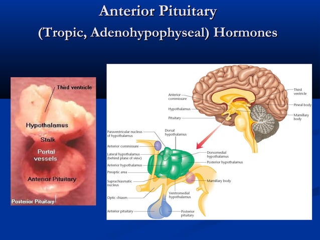 Anterior pituitary hormones | PPT | Endocrine and Metabolic Diseases ...