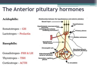 Anteriorpituitaryhormones | PPTX
