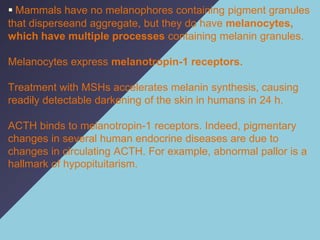 Anterior pituitary hormones converted | PPT