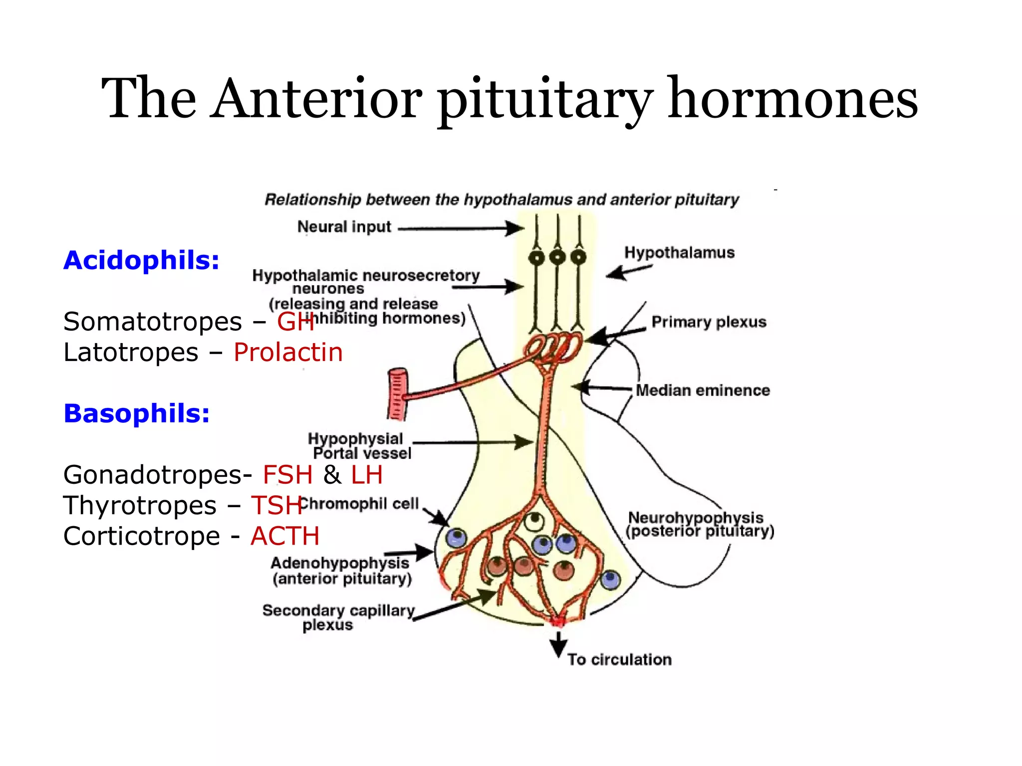 Anterior pituitary hormones - drdhriti | PPT