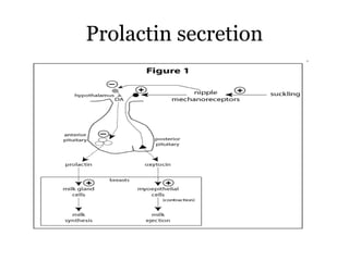 Anterior pituitary hormones - drdhriti | PPT