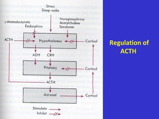 Anterior pituitary hormones | PPT