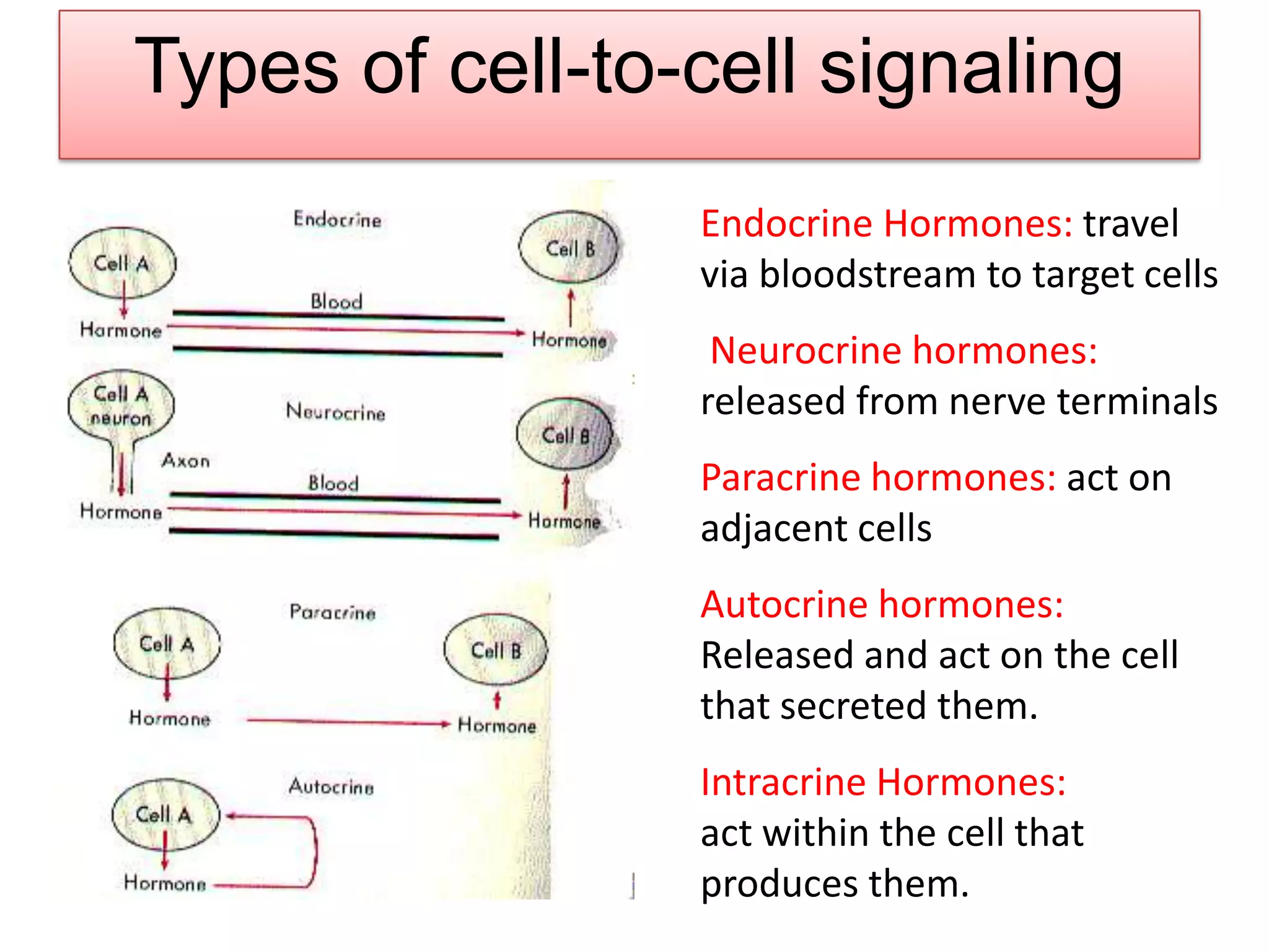 Anterior pitutary hormones | PPTX