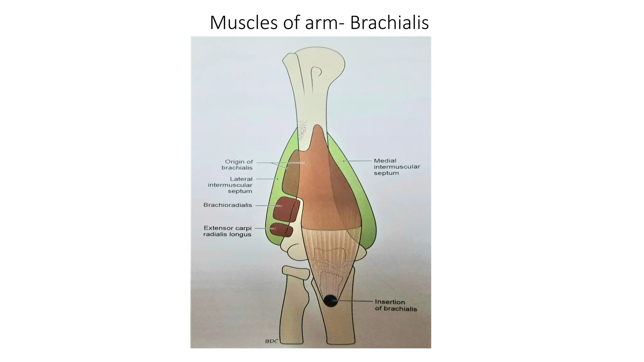 Anterior & Posterior compartments of Arm.pptx