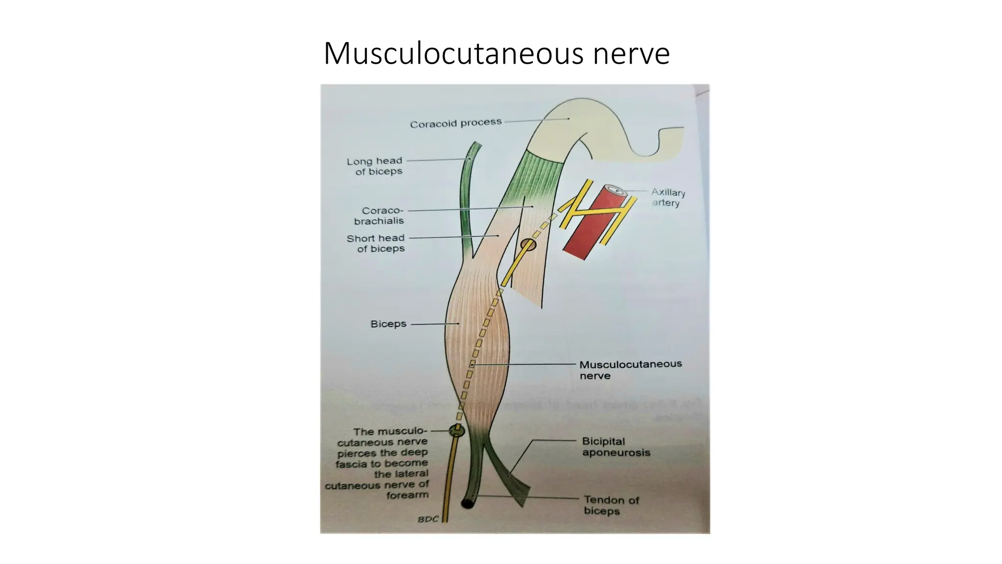 Anterior & Posterior compartments of Arm.pptx