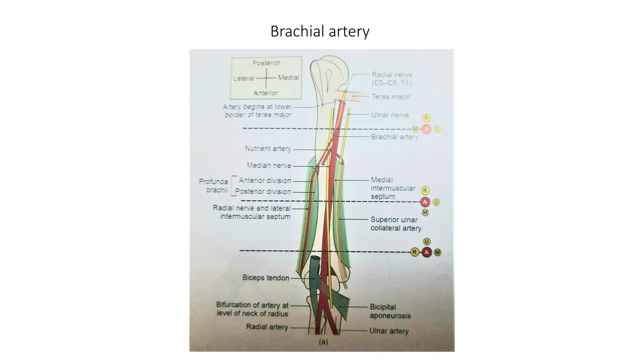 Anterior & Posterior compartments of Arm.pptx