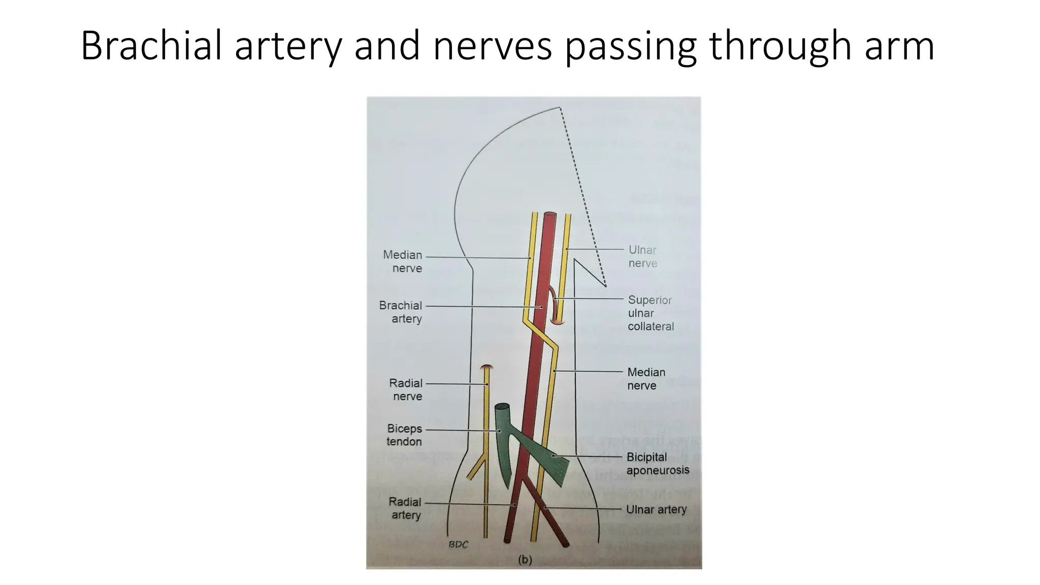 Anterior & Posterior compartments of Arm.pptx