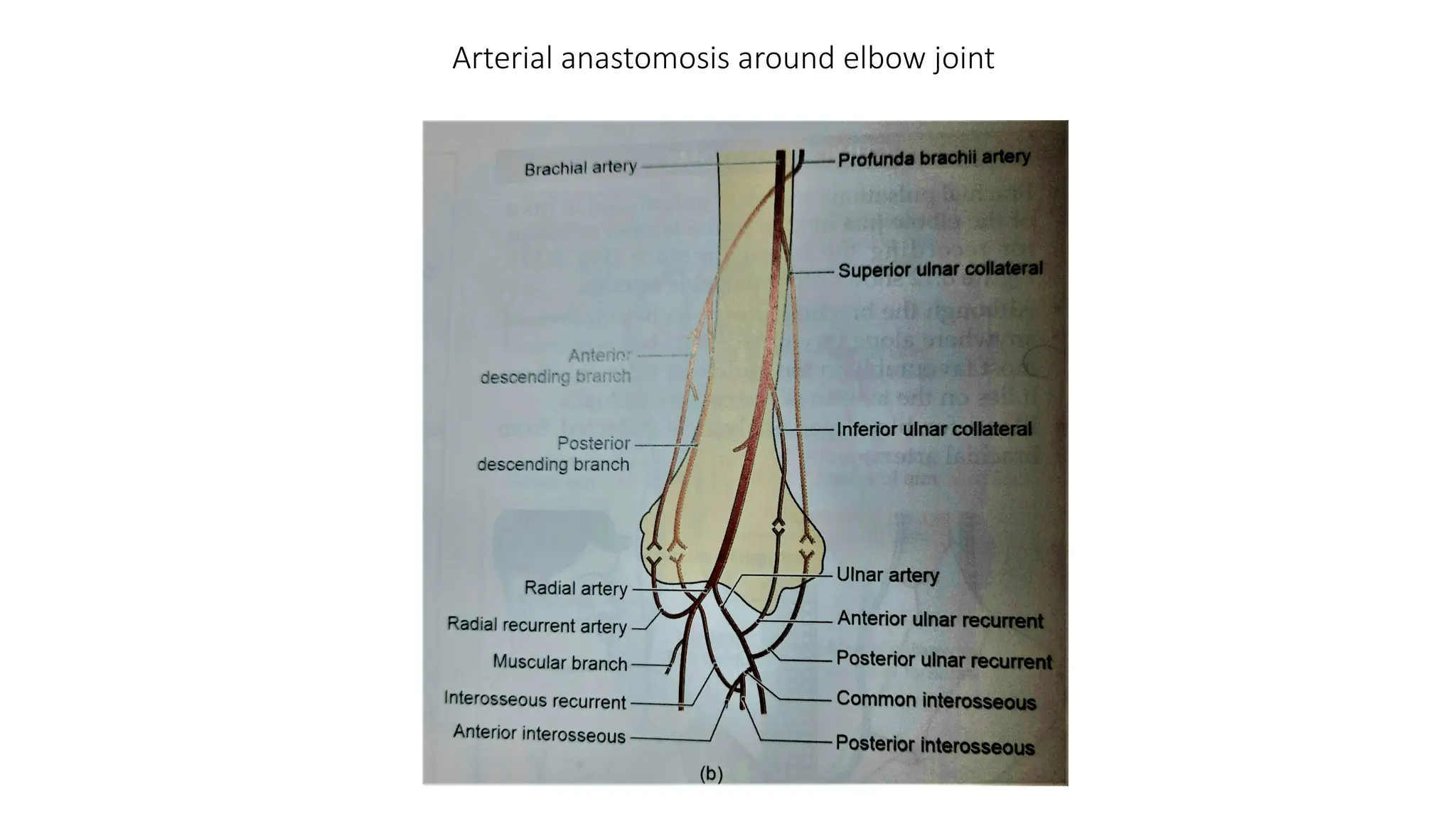 Anterior & Posterior compartments of Arm.pptx