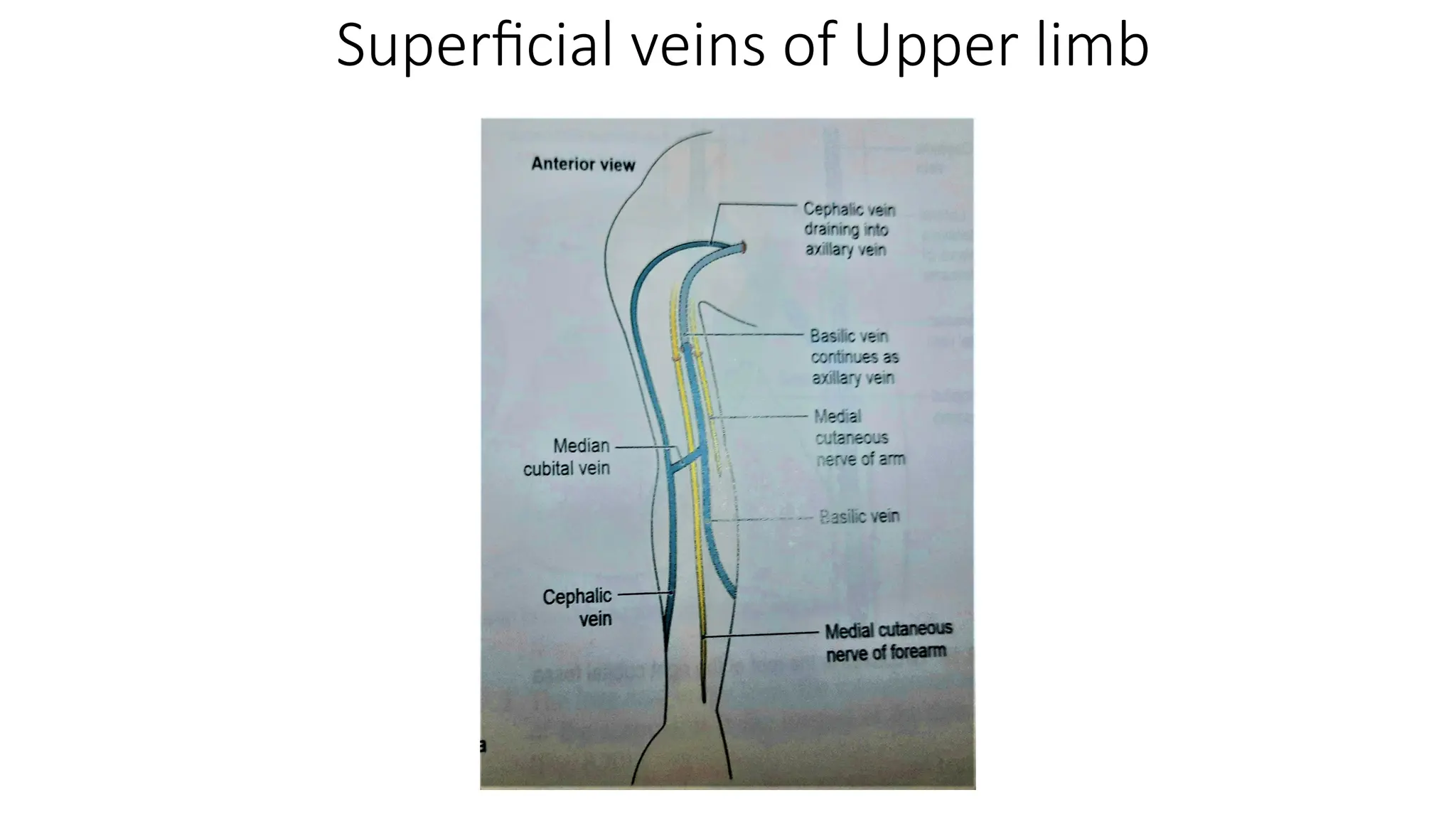 Anterior & Posterior compartments of Arm.pptx