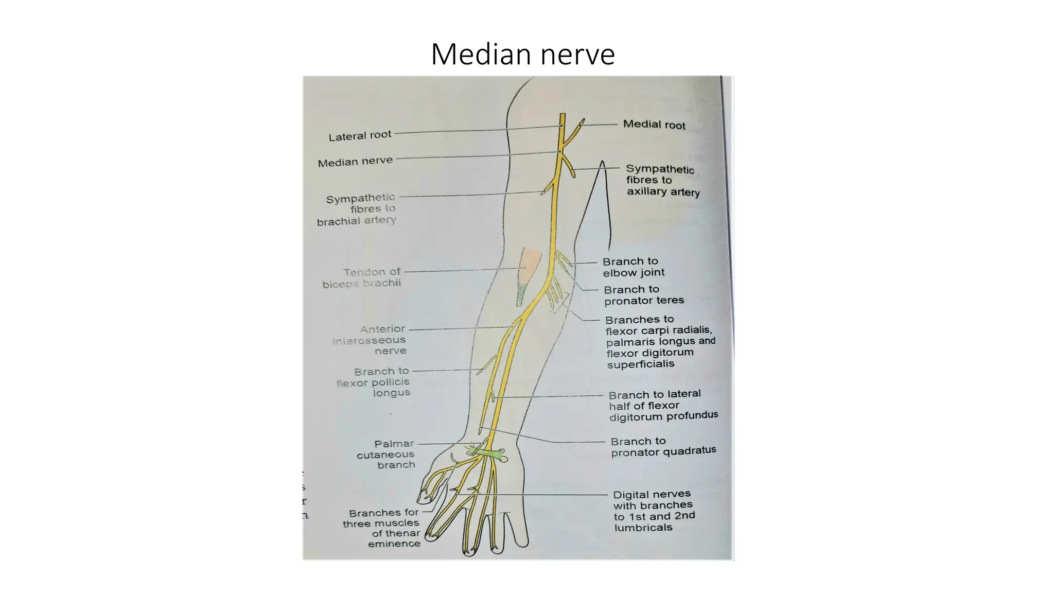 Anterior & Posterior compartments of Arm.pptx