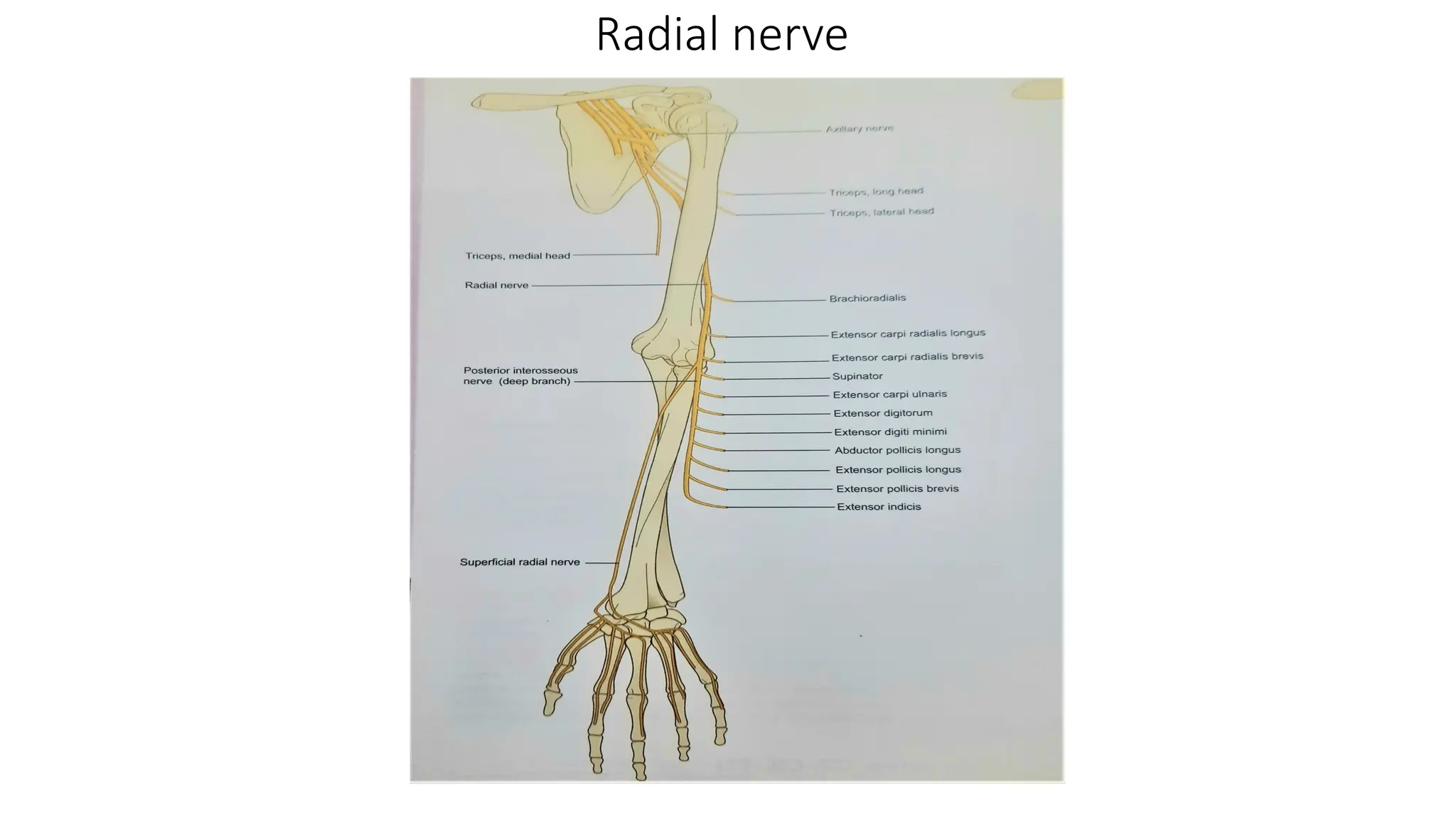 Anterior & Posterior compartments of Arm.pptx