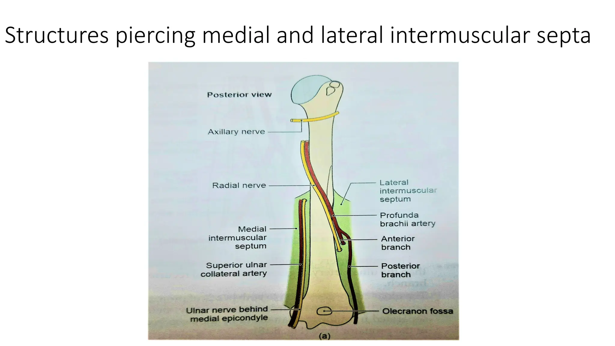 Anterior & Posterior compartments of Arm.pptx