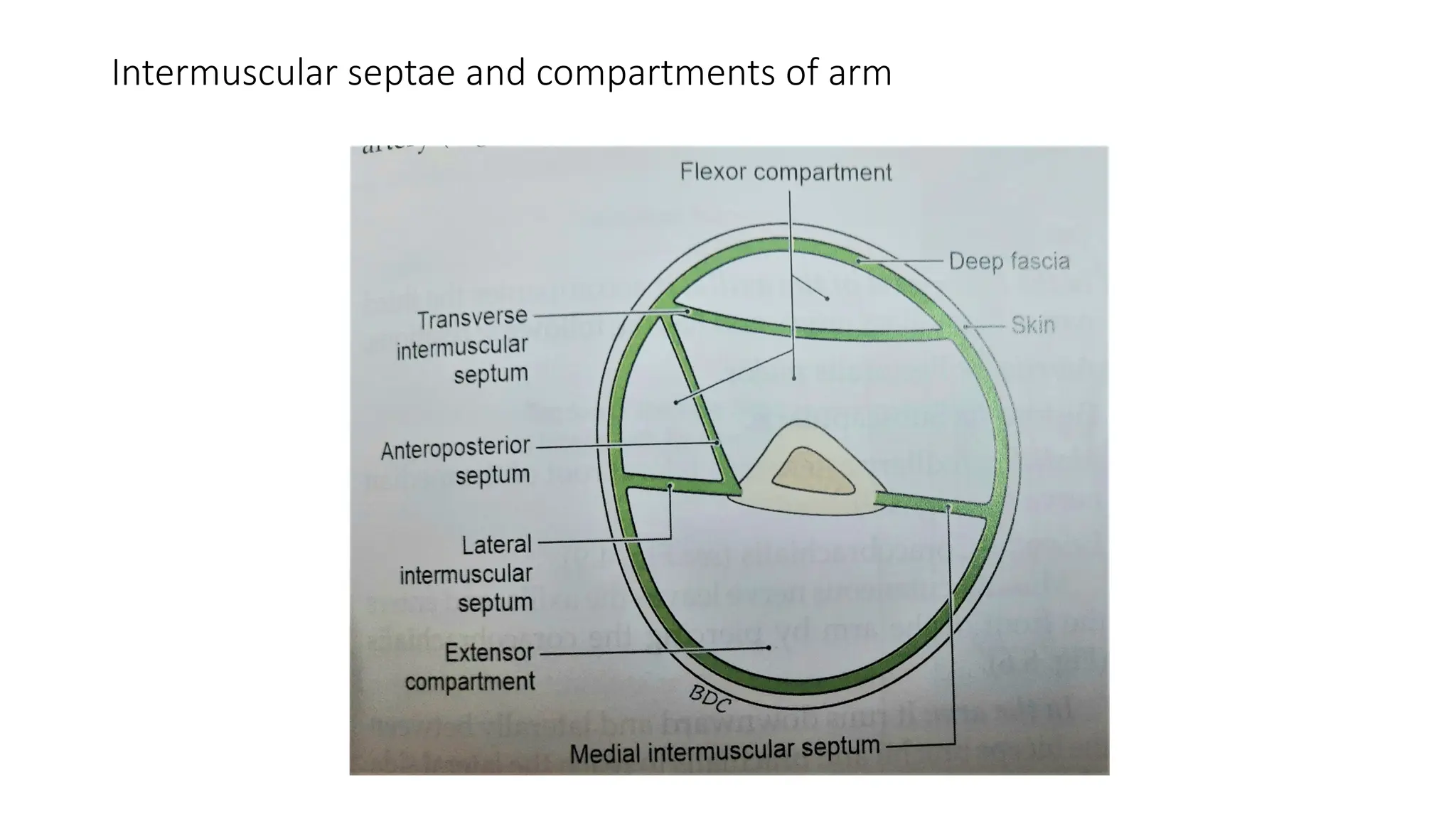 Anterior & Posterior compartments of Arm.pptx