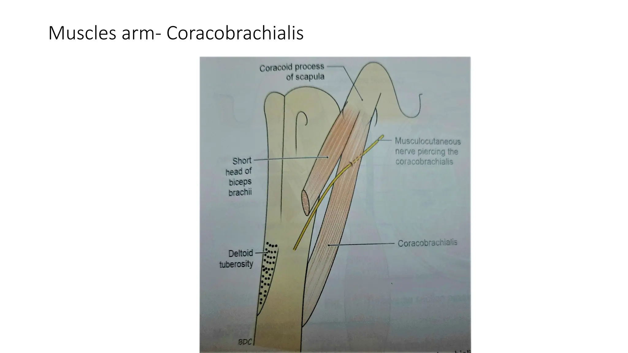 Anterior & Posterior compartments of Arm.pptx