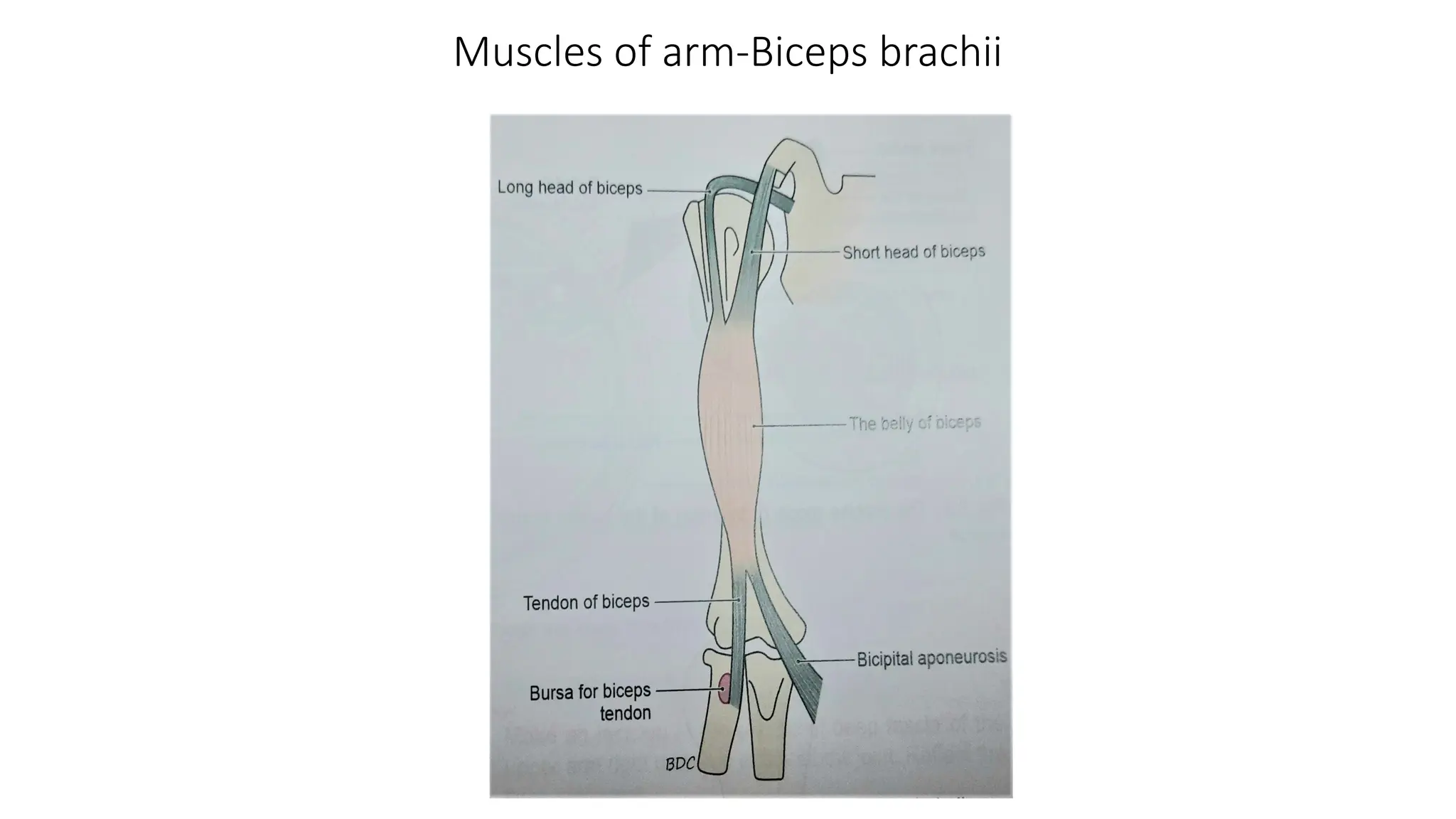 Anterior & Posterior compartments of Arm.pptx