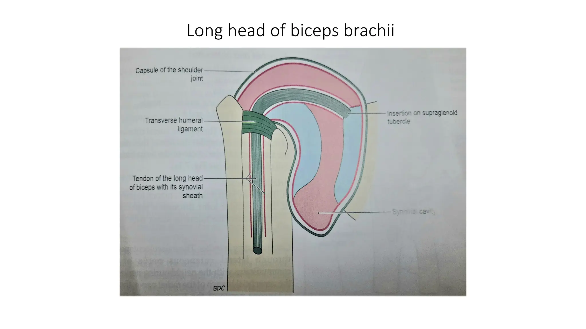 Anterior & Posterior compartments of Arm.pptx