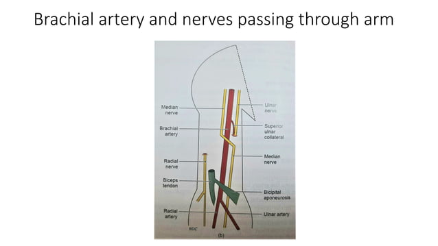 Anterior & Posterior compartments of Arm.pptx