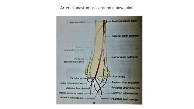Anterior & Posterior compartments of Arm.pptx
