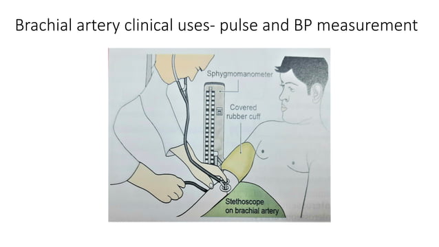 Anterior & Posterior compartments of Arm.pptx