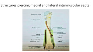 Anterior & Posterior compartments of Arm.pptx