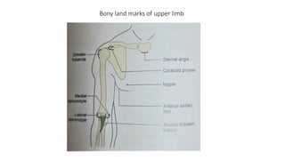 Anterior & Posterior compartments of Arm.pptx