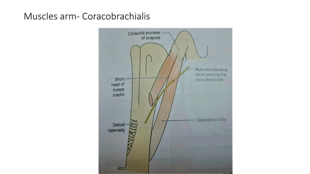 Anterior & Posterior compartments of Arm.pptx