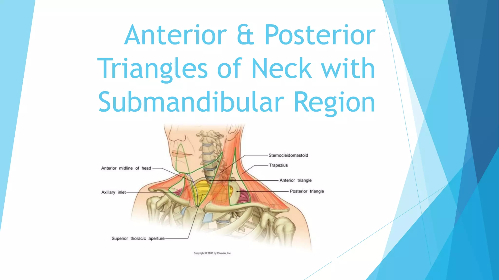 Anterior & posterior triangles of neck with sub mandibular region | PPTX