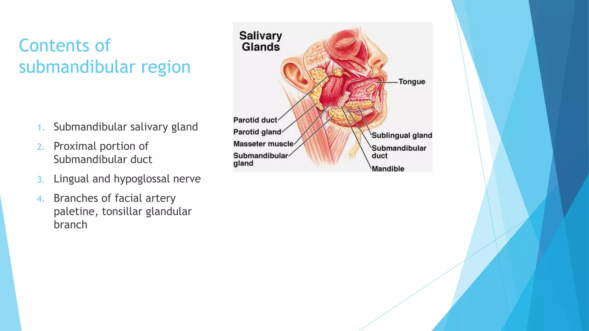 Anterior & posterior triangles of neck with sub mandibular region | PPTX