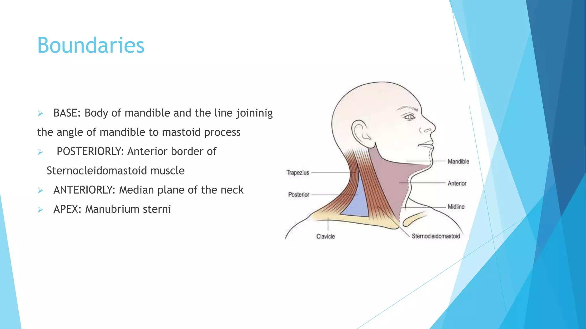 Anterior & posterior triangles of neck with sub mandibular region | PPTX