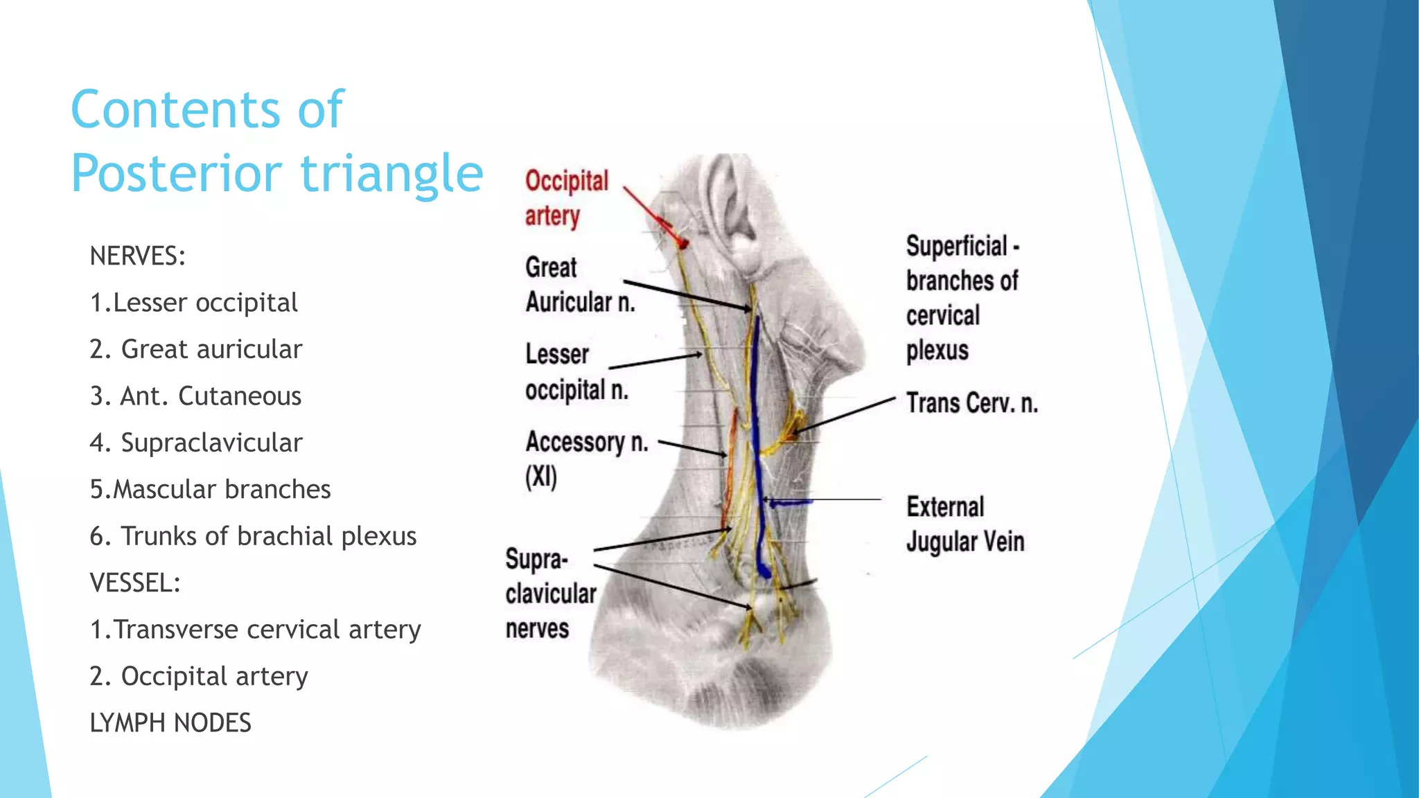 Anterior & posterior triangles of neck with sub mandibular region | PPTX