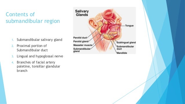 Anterior & posterior triangles of neck with submandibular