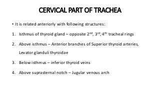 Anterior region of neck.pptx