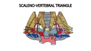 Anterior region of neck.pptx