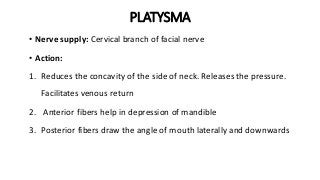 Anterior region of neck.pptx