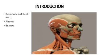 Anterior region of neck.pptx