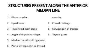 Anterior region of neck.pptx