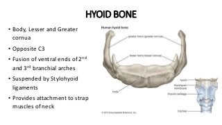 Anterior region of neck.pptx