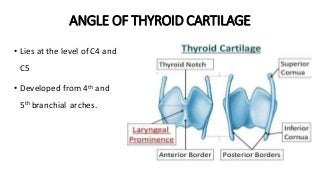 Anterior region of neck.pptx