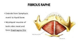 Anterior region of neck.pptx